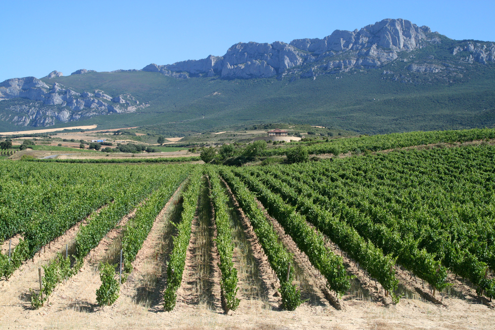 Spain Wine Tours