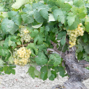 Classic Jerez Wine Trip